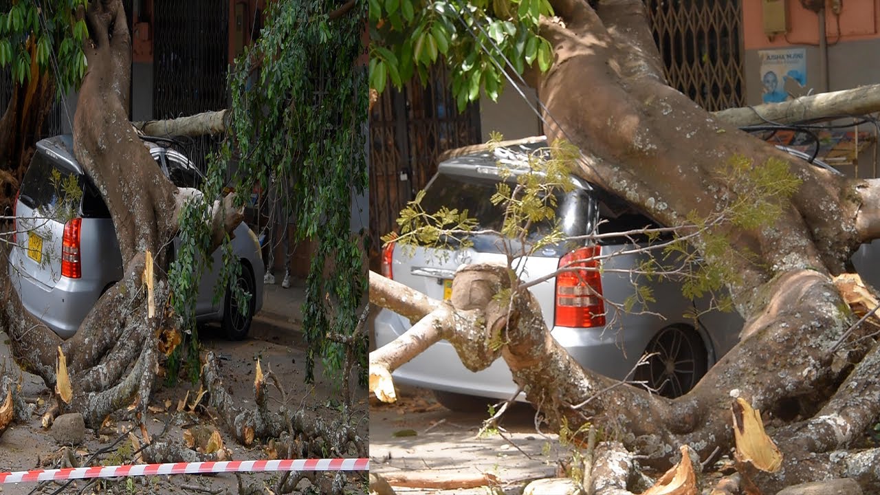 GARI MPYA YAANGUKIWA NA MTI ARUSHA, NYUKI WAZUIA WATU KULIONDOA "WATU ...