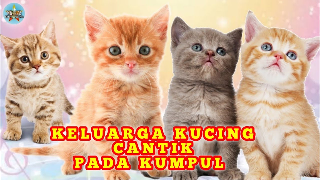 KUCING MEONG MEONG ‼️ KELUARGA KUCING CANTIK LAGI KUMPUL ‼️ KANDANG ...