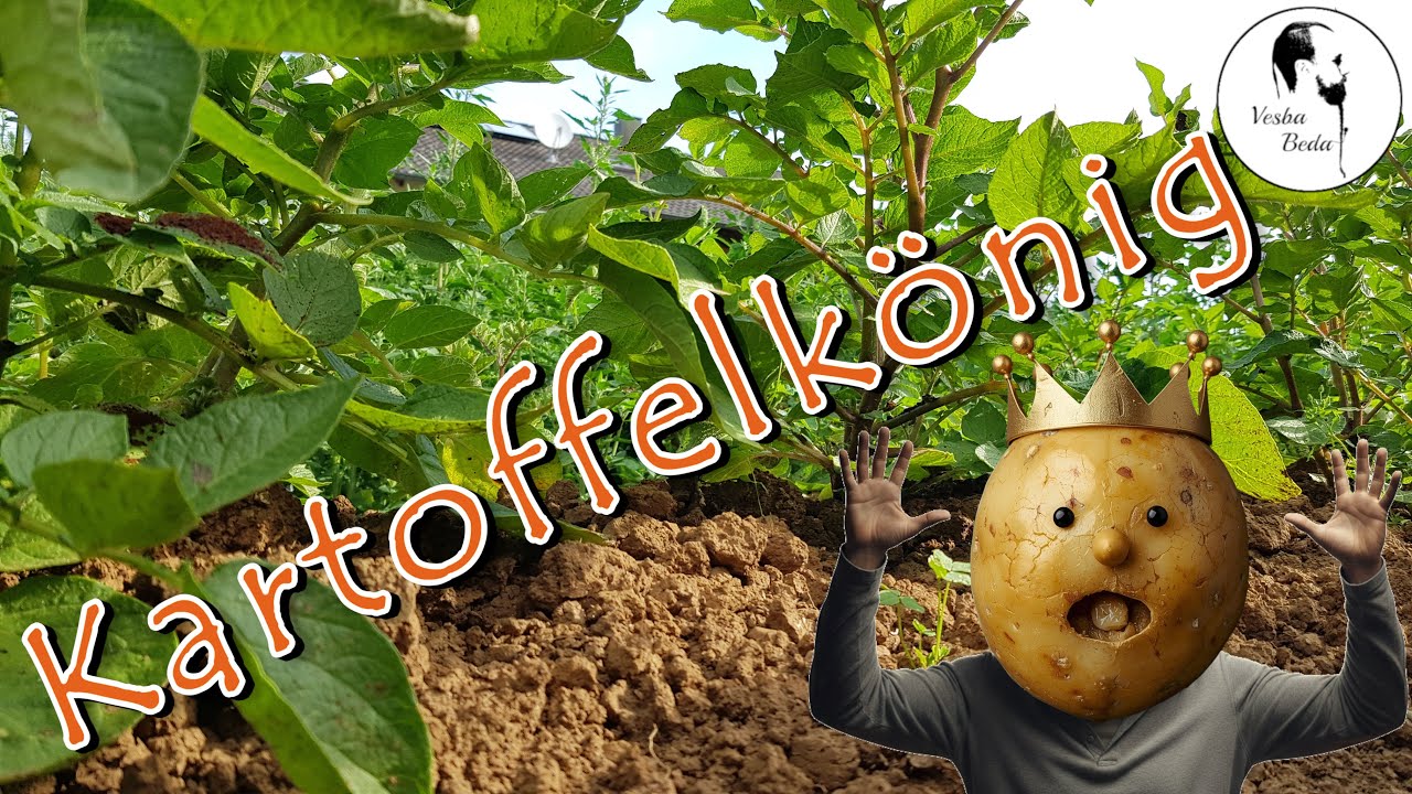 Kartoffelernte 2025 - YouTube