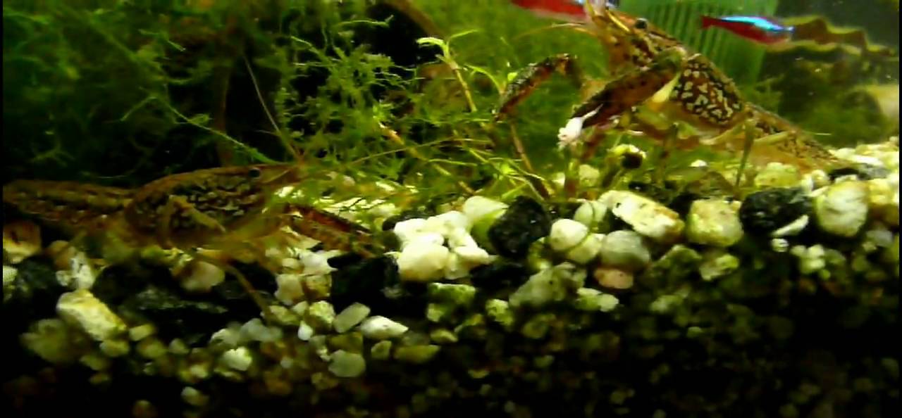 Procambarus Fallax - YouTube