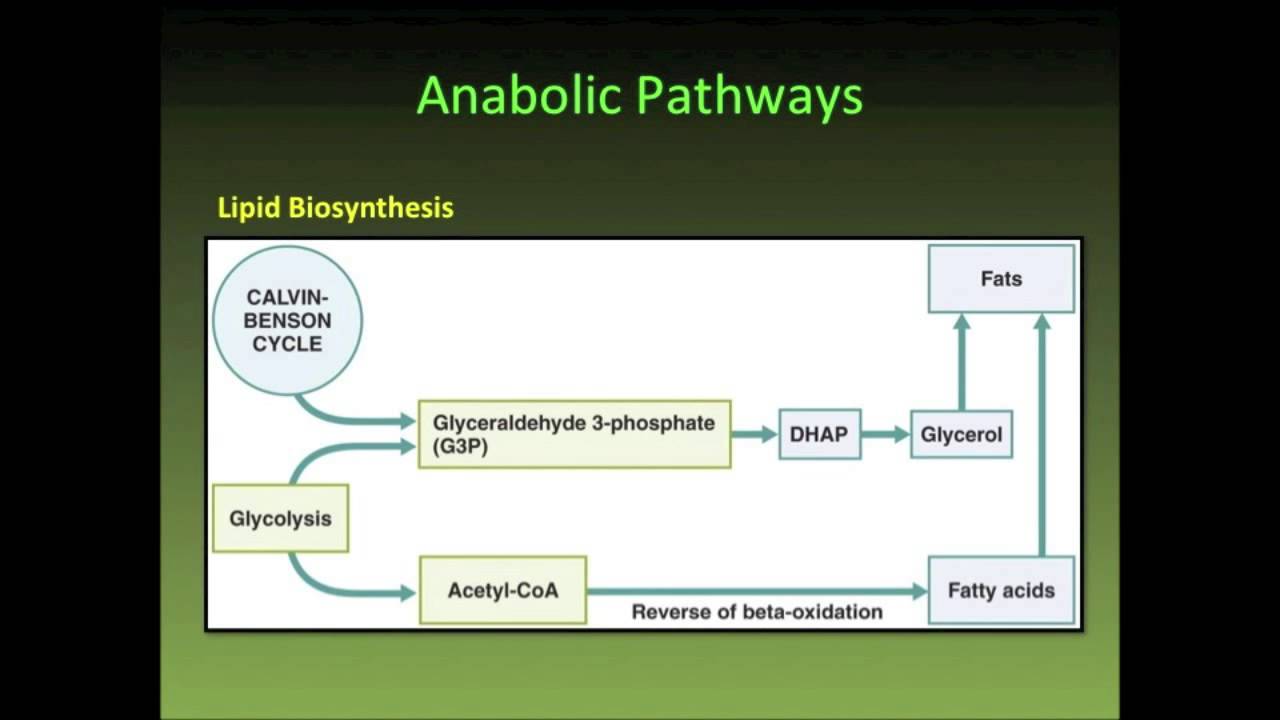 Microbial Metabolism - Other Anabolic Pathways - YouTube