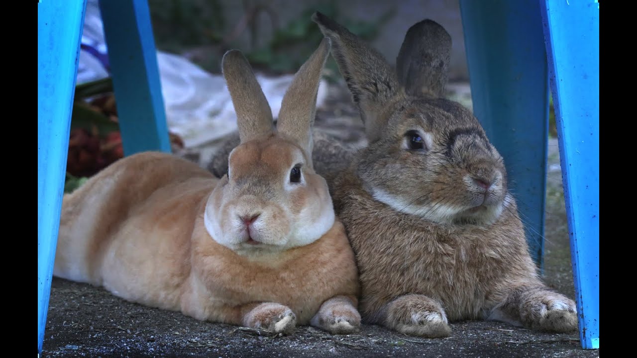 Pumpy and Browntown frolic in the backyard :) - YouTube