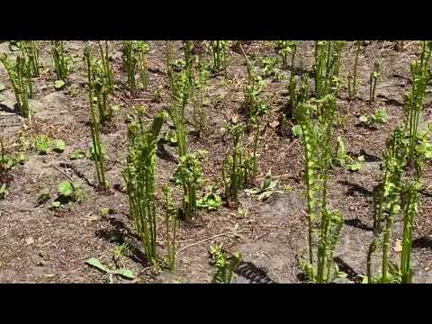 When To Pick Fiddlehead Ferns