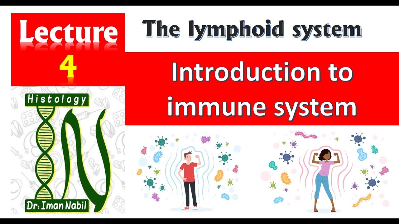 4-Introduction to immune system-Blood and lymphoid system - YouTube
