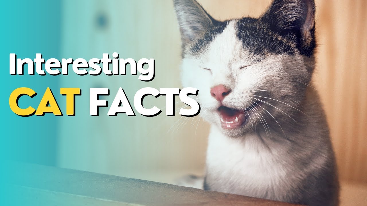 Interesting CAT Facts COMPILED🐱| The purr-fect and cute companion ...