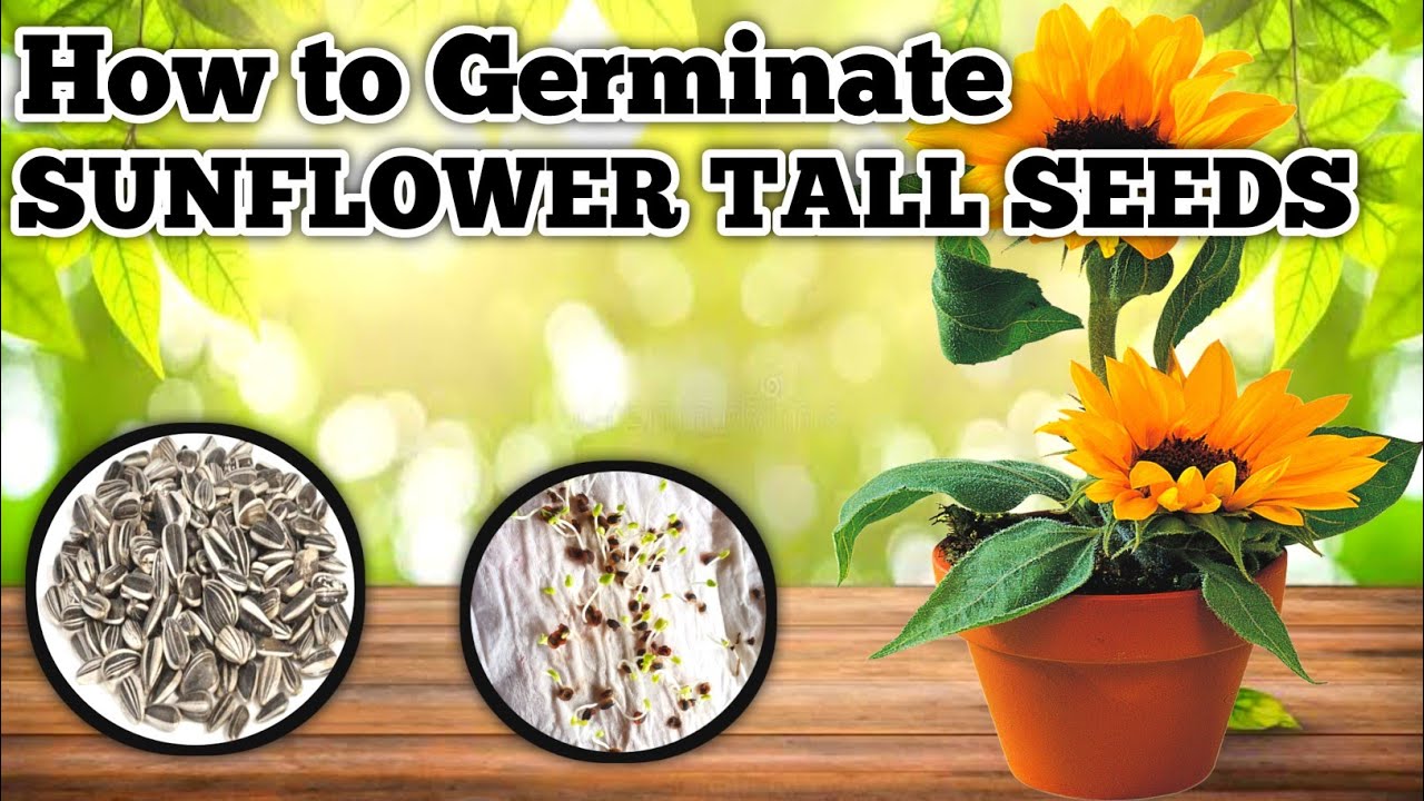 Sunflower Tall 🌻 Seed Germination Process, How to grow Sunflower from ...