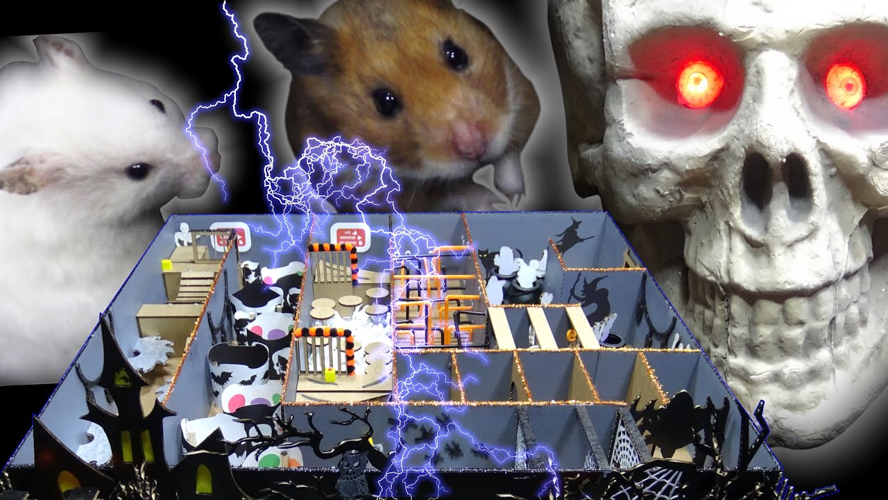 Haunted Hamster Maze !! Haunted House !! With Obstacles HALLOWEEN ...