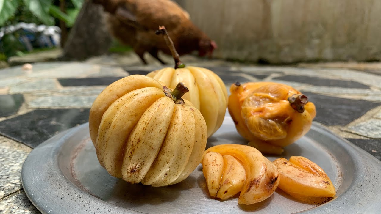 KUDAM PULI॥ കുടംപുളി ॥Garcinia gummi-gutta - YouTube