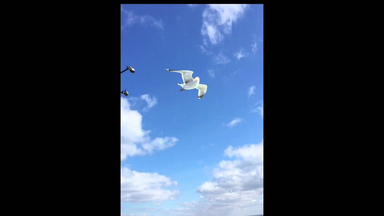 The Hanging Albatross - YouTube