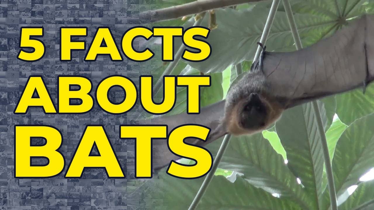 5 Facts About Bats Youtube