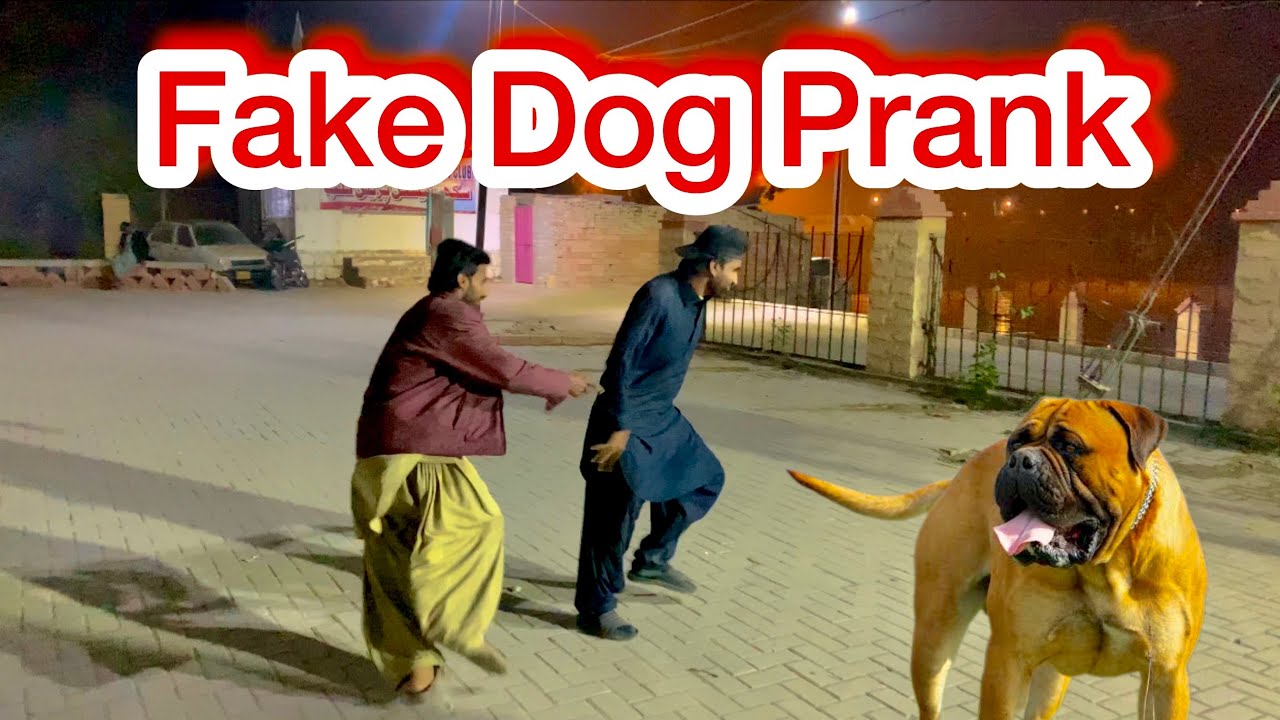 Fake Dog Bark Prank | Dog Prank | Funny Video | New Prank Video - YouTube