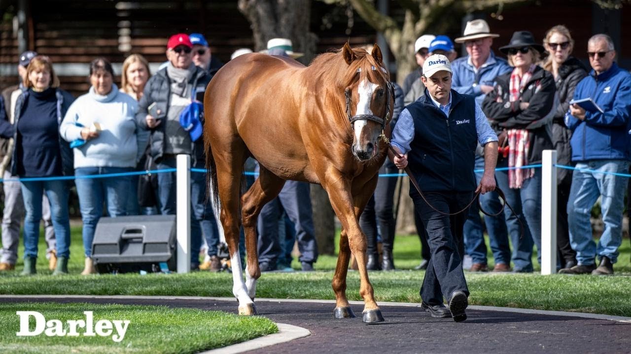 AUS: 2022 Darley Northwood Park Stallion Parade - YouTube
