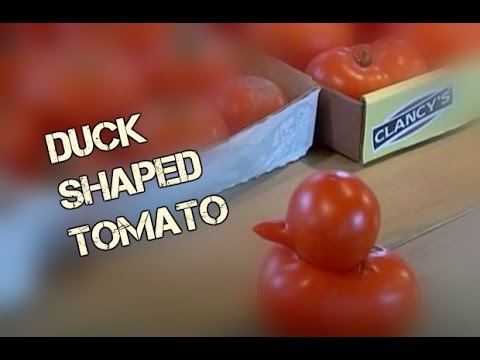DUCK SHAPED TOMATO - YouTube