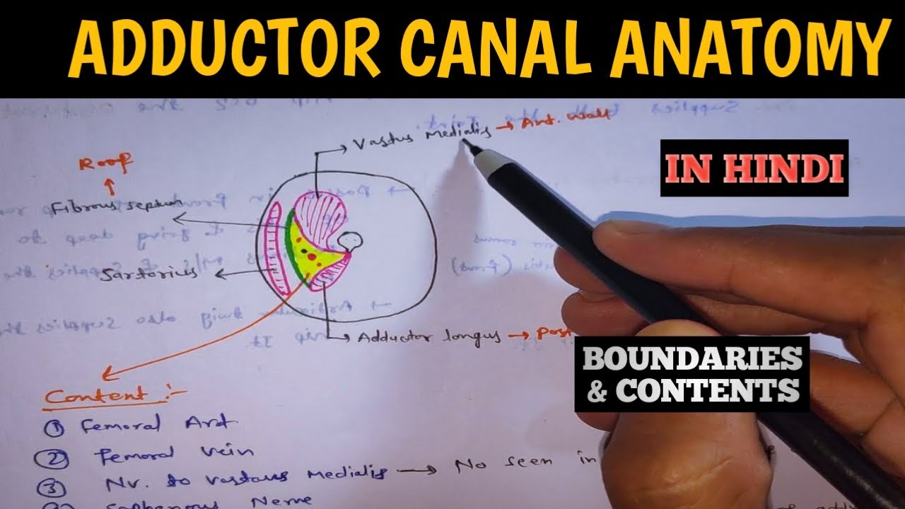 Adductor Canal Subsartorial Canal Boundaries And Contents Lower Limb Anatomy Youtube