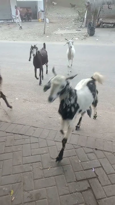 #viralvideo #goat goats game crassing road goats running race - YouTube