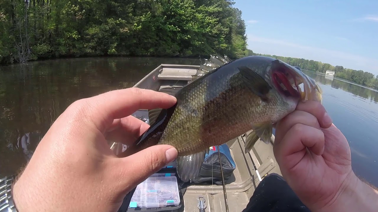 Early Season Top Water Bites! The Skipper is Back! - YouTube