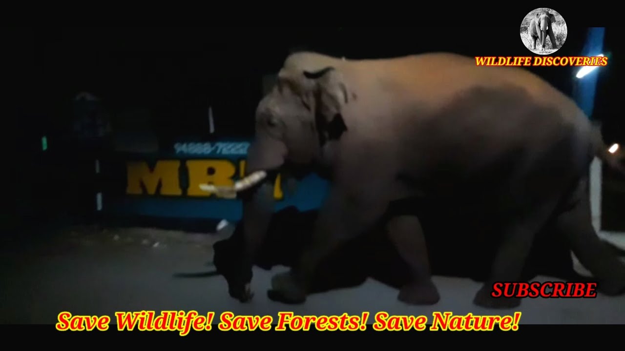 Bahubali Elephant's Majestic Night Walk || இரவில் கம்பீரத்துடன் பாகுபலி ...