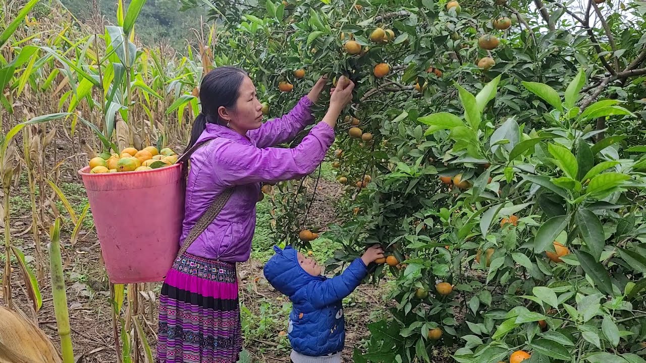 Harvesting tangerines to sell, weeding and planting corn in the garden ...