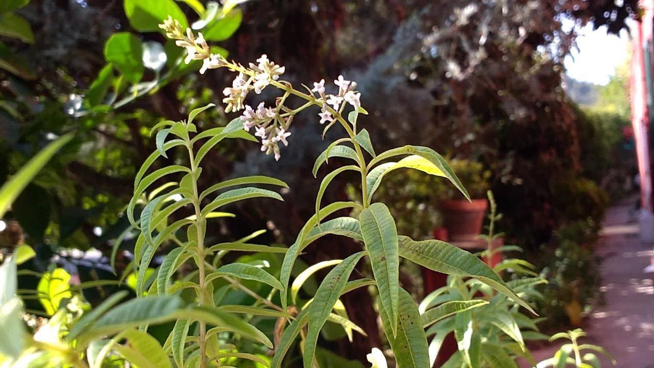 Erba Luigia (Aloysia Citriodora) medicinal plant - YouTube