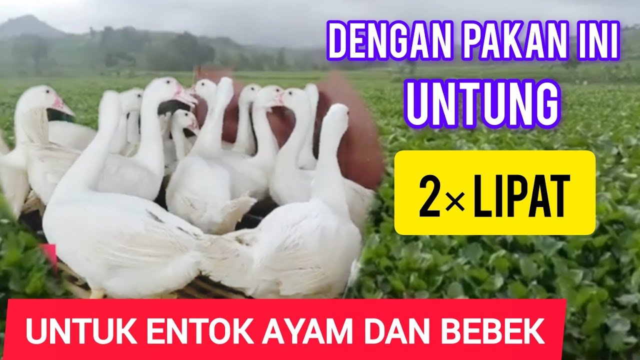 cara membuat campuran pakan Entok cepat besar dan gemuk tanpa beli ...