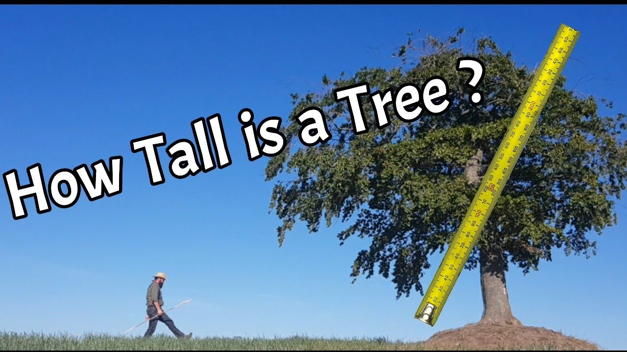 How Tall Is A Tree YouTube how-tall-is-a-tree-youtube