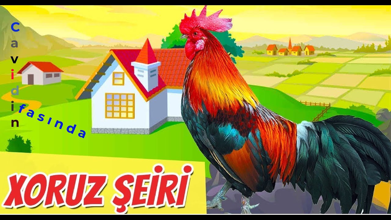 Xoruz seri yeni formatda-Cavidin ifasinda) - YouTube