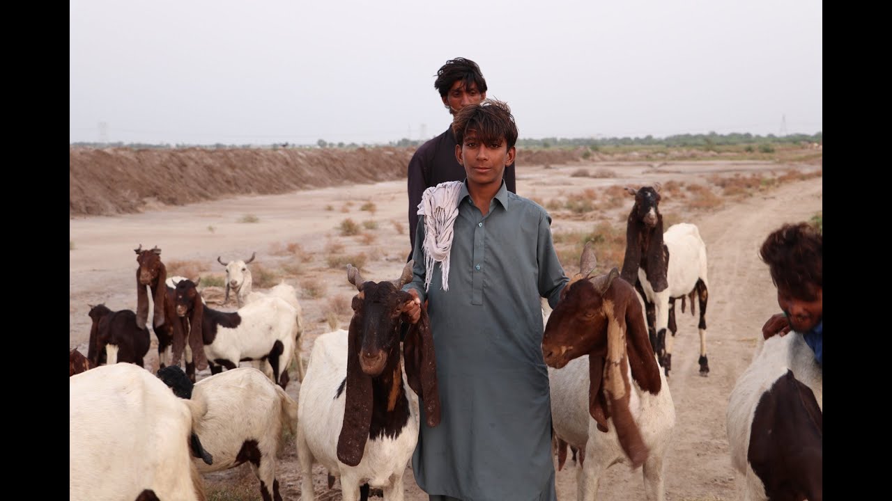 Sindh Goat Breed | Sindhi Nasal Bakra - YouTube