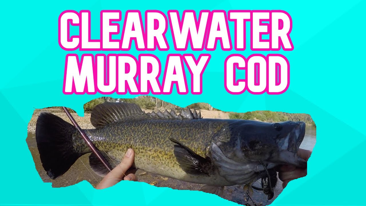 Clearwater Murray Cod Fishing - YouTube