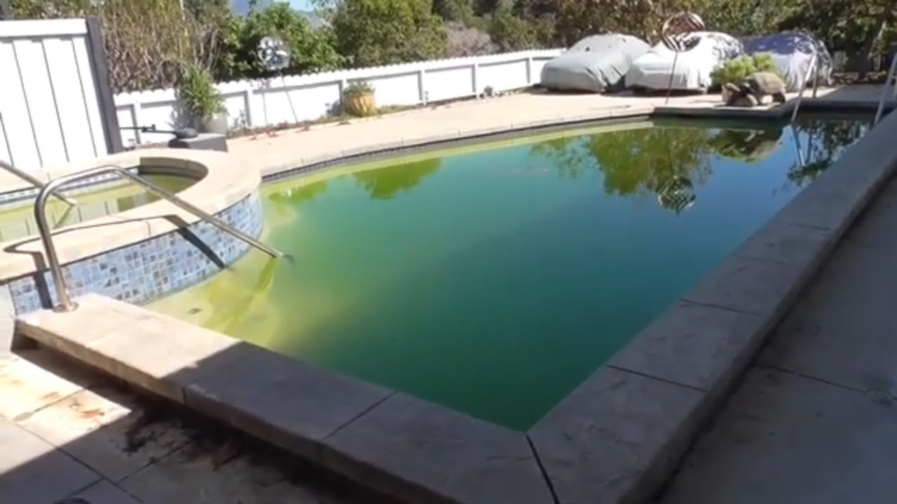 Swimming Pool to Natural Pond Conversion - Episode #1 - YouTube