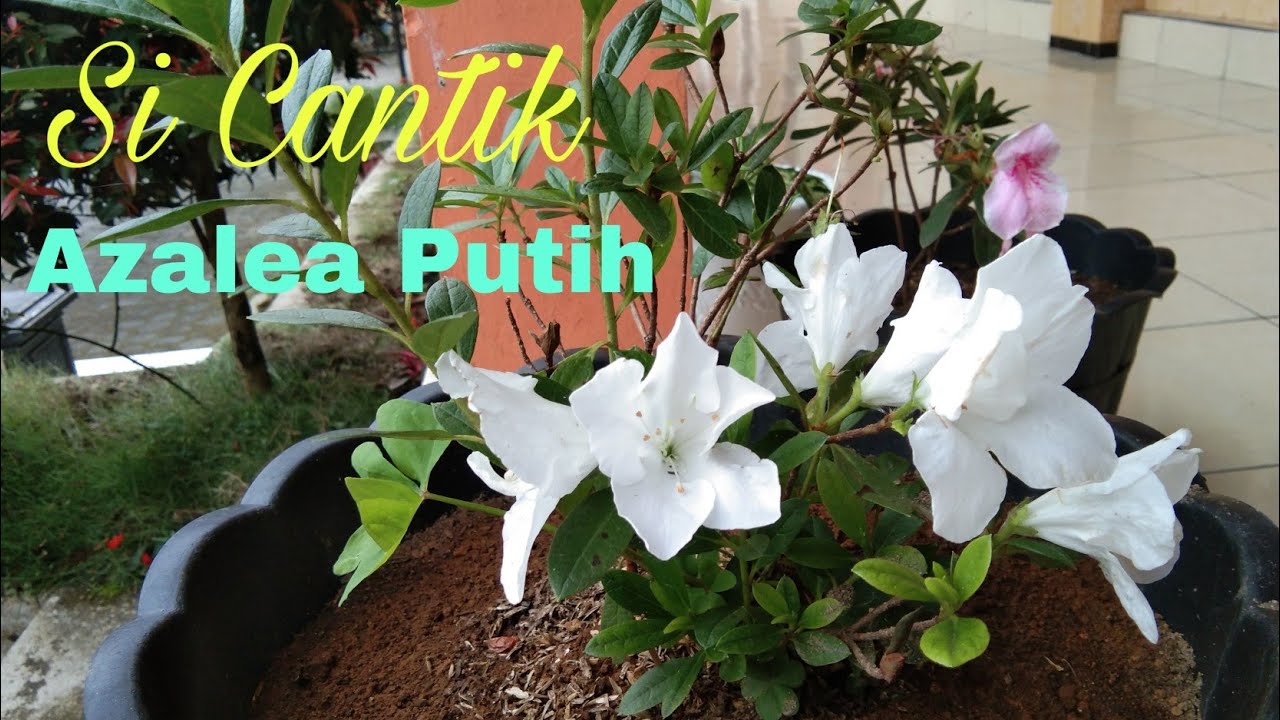 Tanaman Hias Bunga Azalea Putih - YouTube