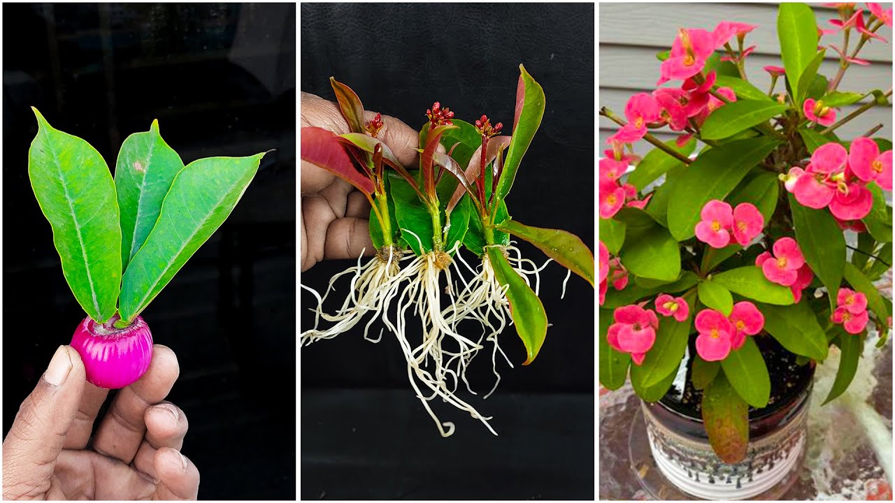 Amazing idea grow crown plant at home from leaves || Best & Easy ...