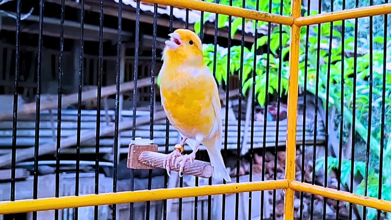 The Russian Canary Invites All Canaries to Sing - YouTube