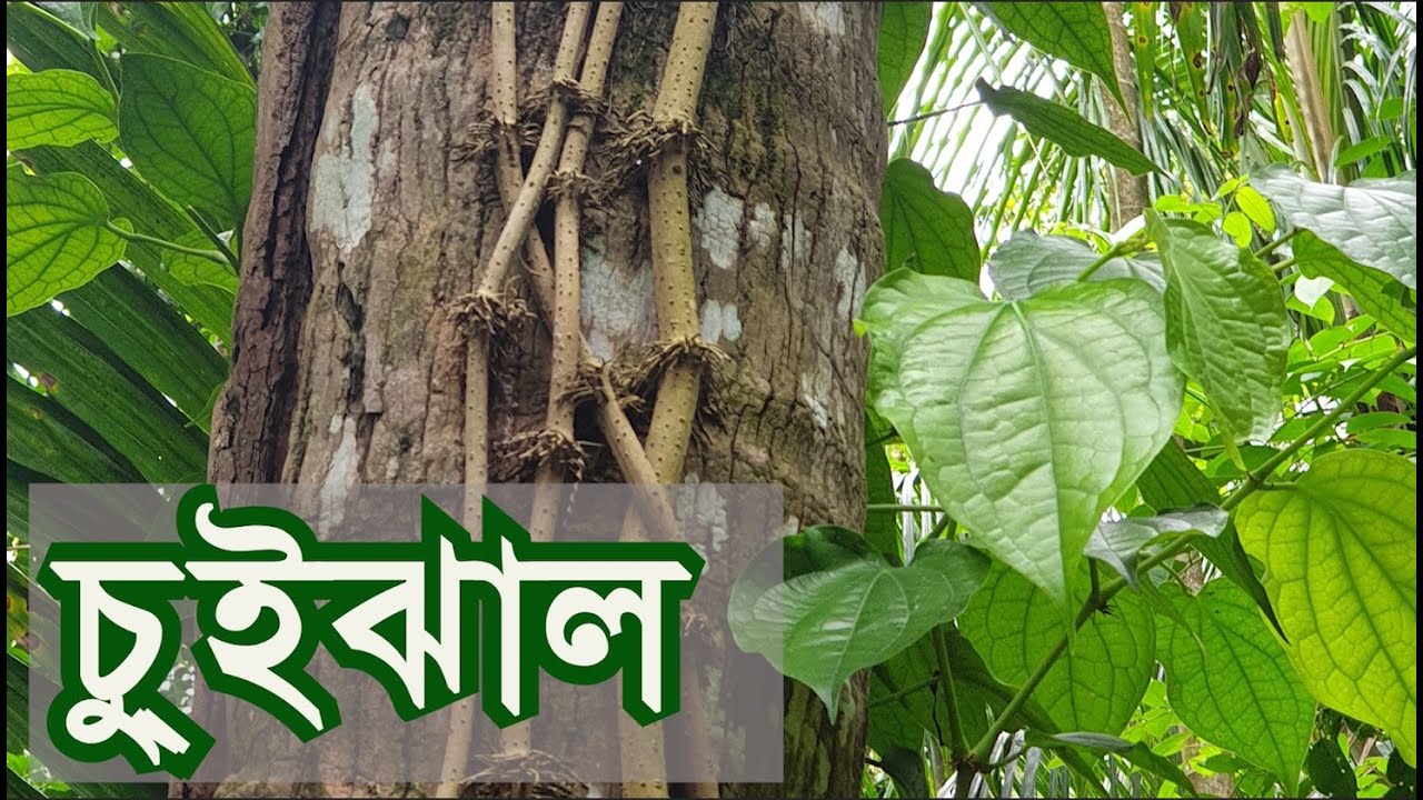 Chui jhal | চুইঝাল - YouTube