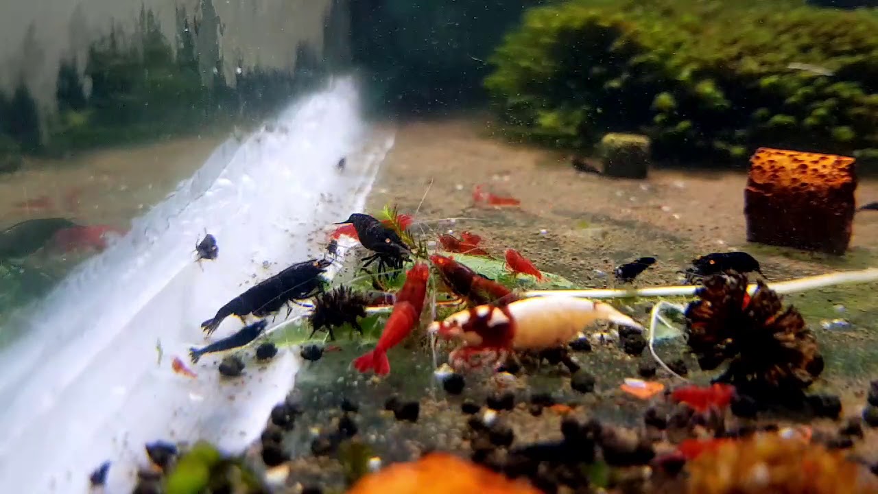 Caridina shrimp breeding- Red Devil and Black Devil - YouTube