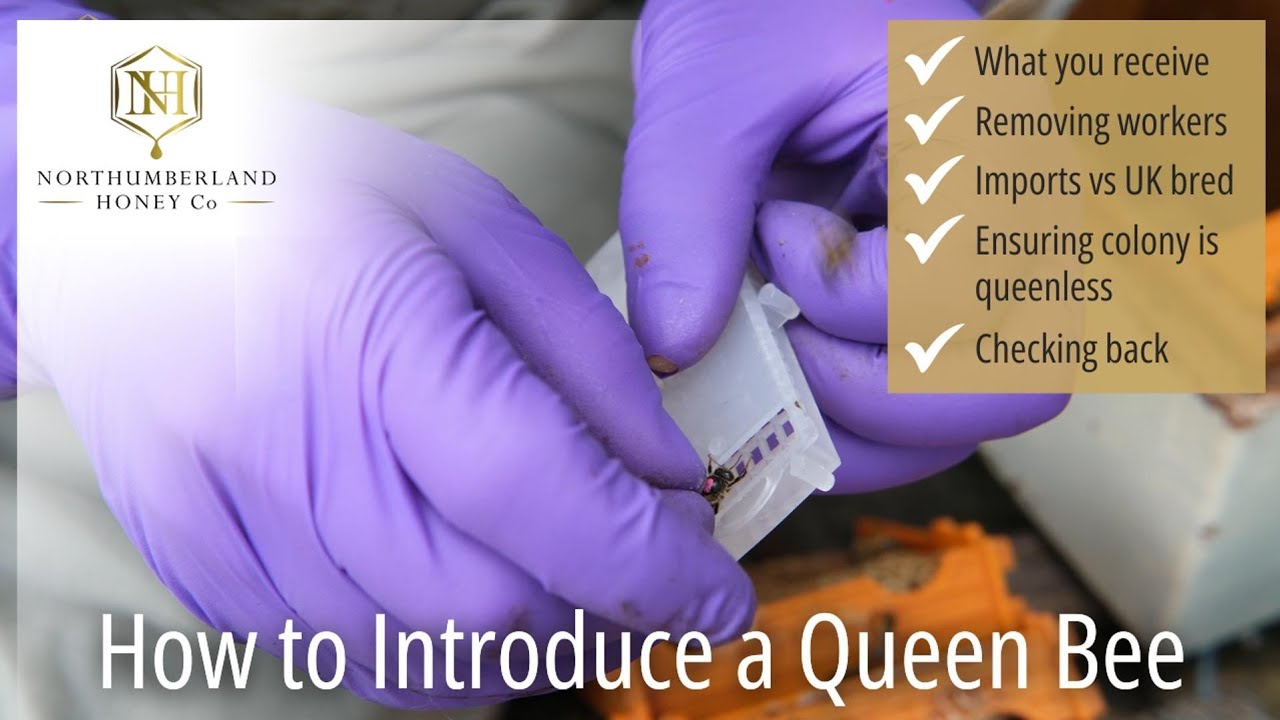 How to Introduce a Queen Bee - The Complete Guide - YouTube