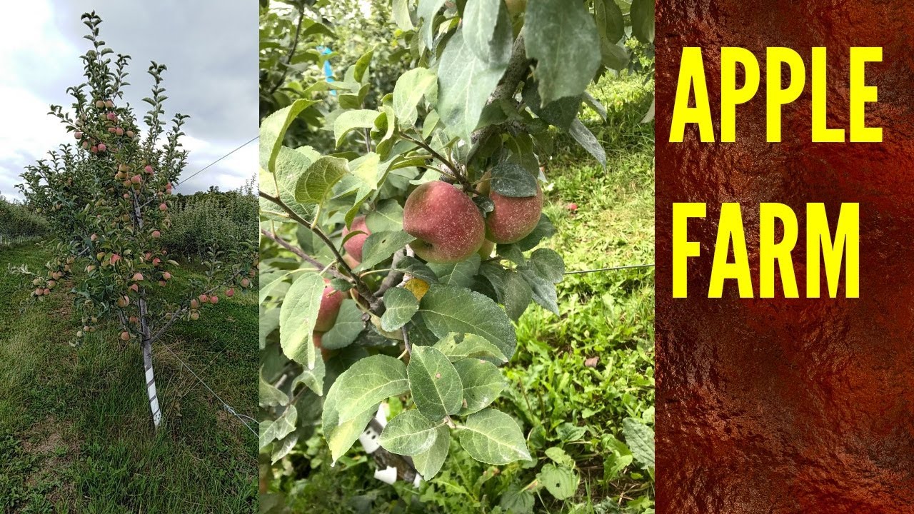 APPLE FARM APPLE PICKING ONTARIO WONDERLAND PARK - YouTube