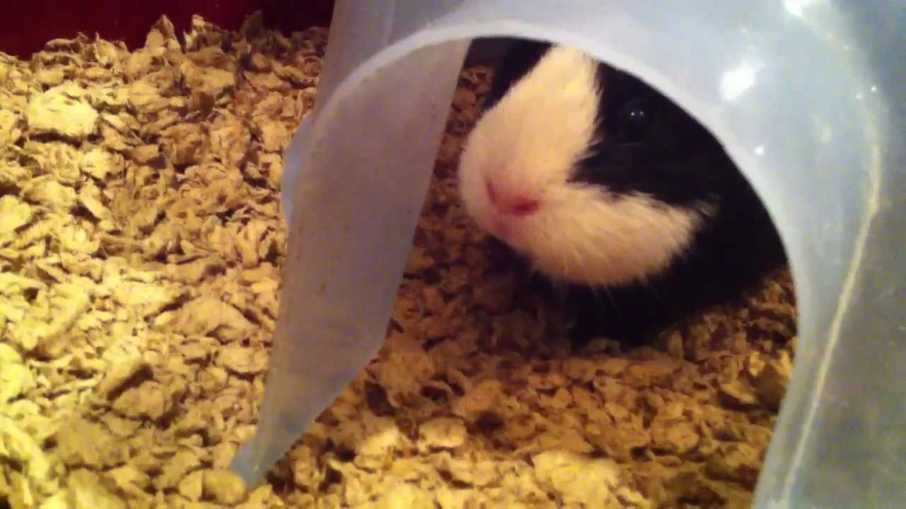 Guinea Pig Pups: Day 1 - YouTube