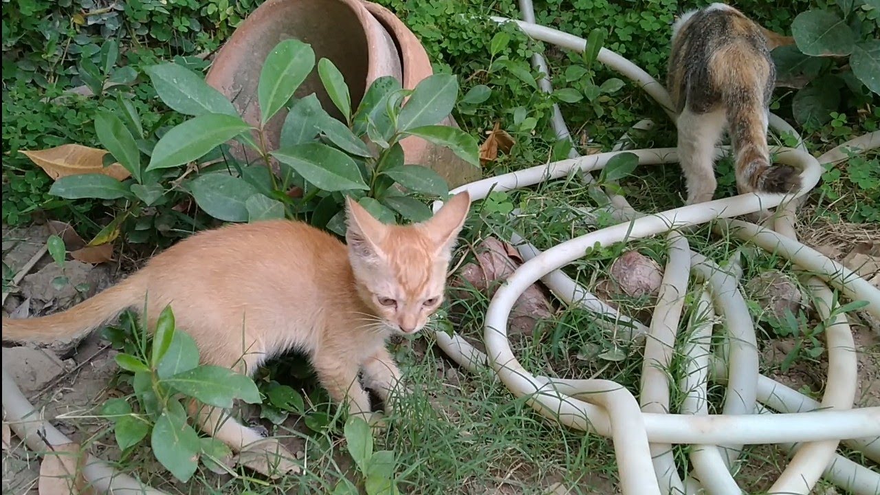 Rescue Kitten Wants To Scare Stranger Cat He Is Gaining Confidence ...