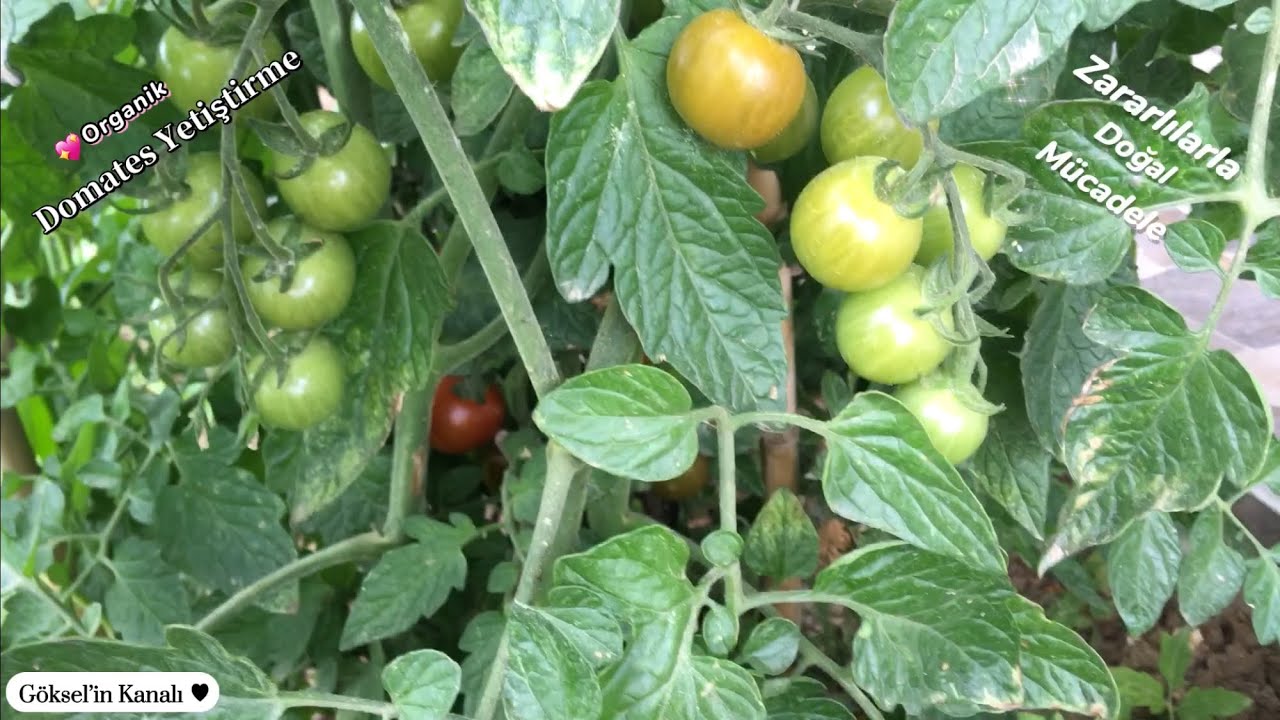 Domates Nasıl Yetişir, Güvesi Beyaz Sinek Akarlar Yaprak Biti ...