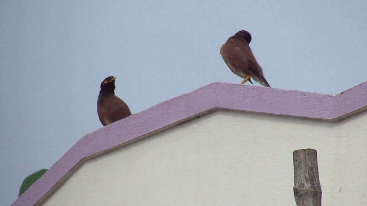 Dui Salik --- A Pair of Salik - YouTube