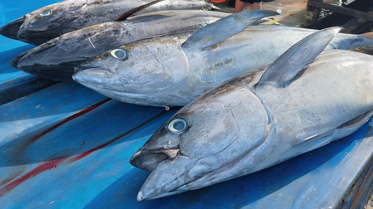 Live 16 Sept 24 Cutting yellowfin tuna by skilled hands at Sorong Fish ...