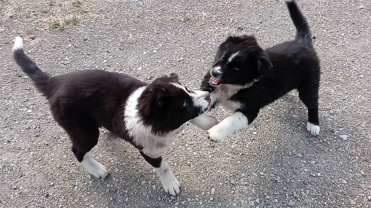 Vicious Border Collie Puppy Play Fight #3 - YouTube