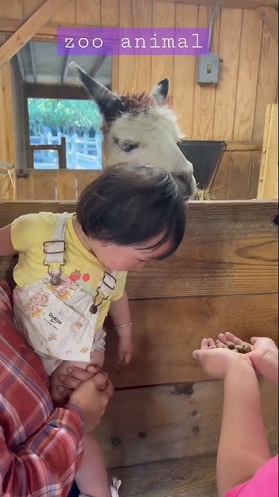fun with zoo animal - YouTube
