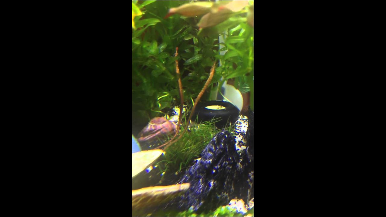 Red African dwarf freshwater pipefish dancing - YouTube