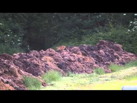 Two Teenage Fox Cubs