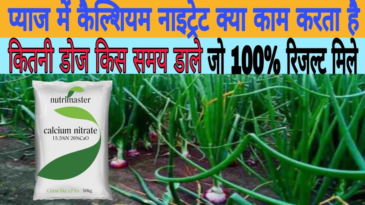 प्याज में कैल्शियम नाइट्रेट का उपयोग कब और कितनी मात्रा में करें | pyaj ...