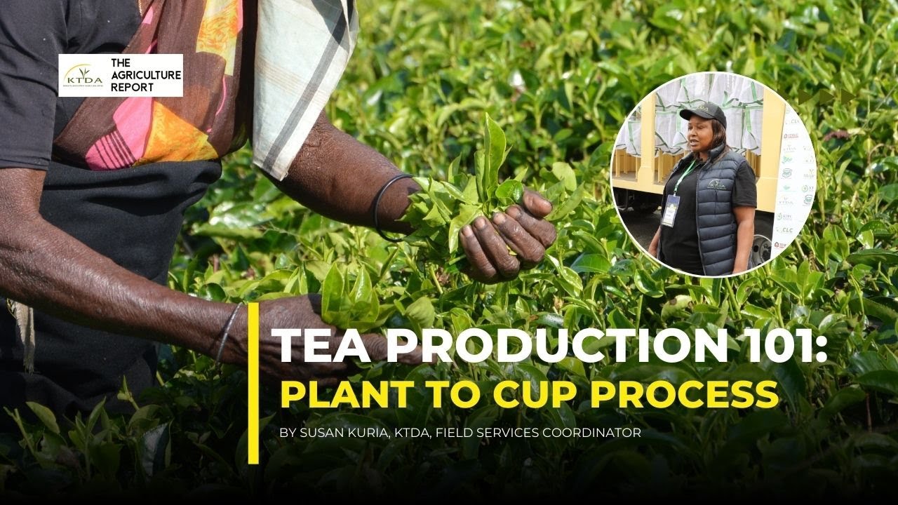 From Farm to Auction: An Overview of Tea Planting and Processing - YouTube