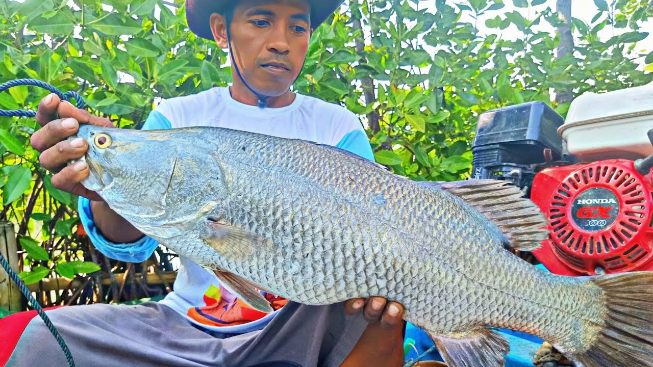 MERINDING... MELIHAT KAKAP PUTIH TERBESAR SEUKURAN BAYI BESARNYA ...