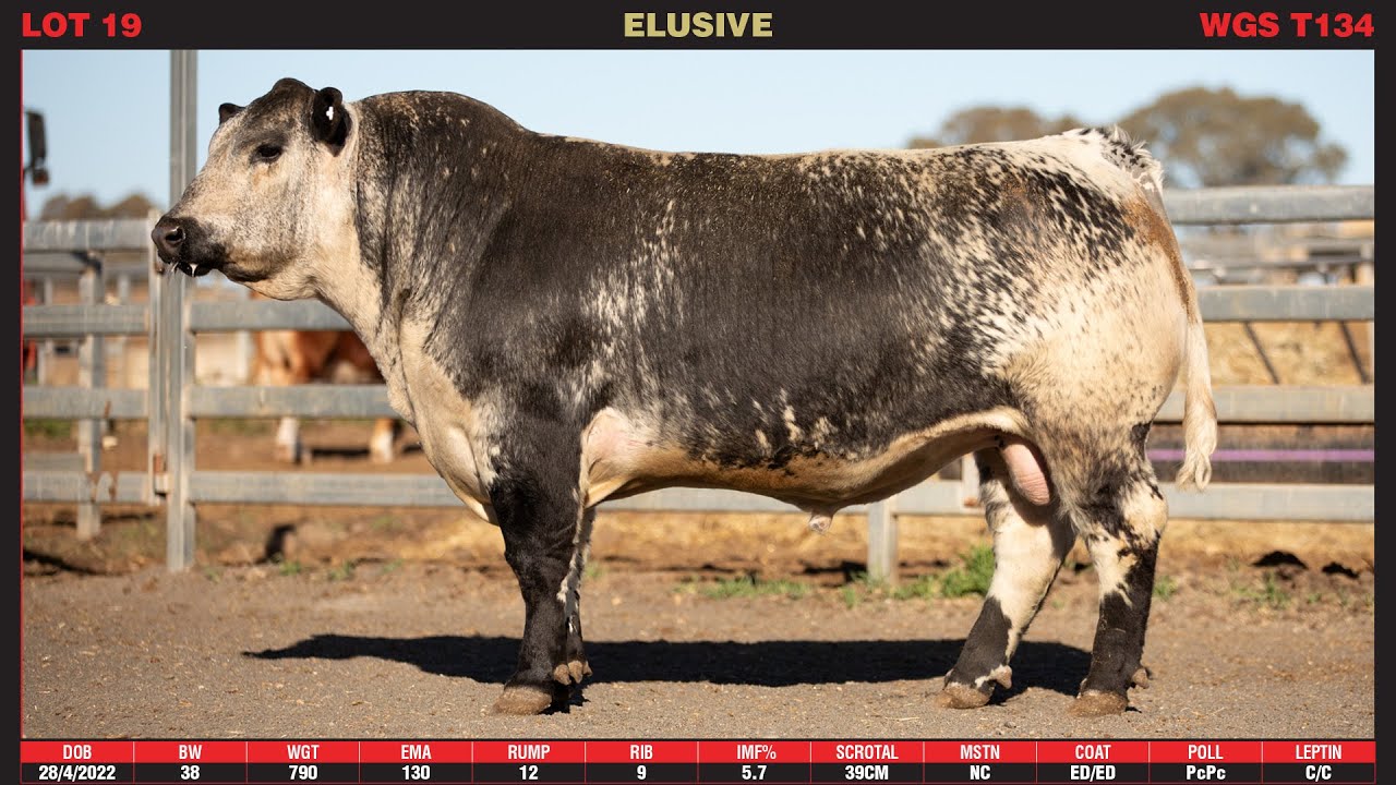 TRIPLE TREAT SALE-LOT 19 WGS T134 - YouTube