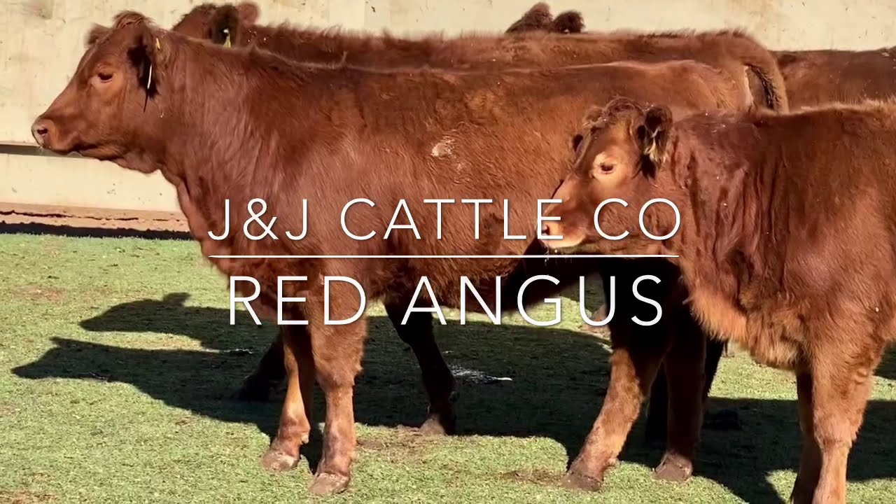 Red Angus Heifers - YouTube